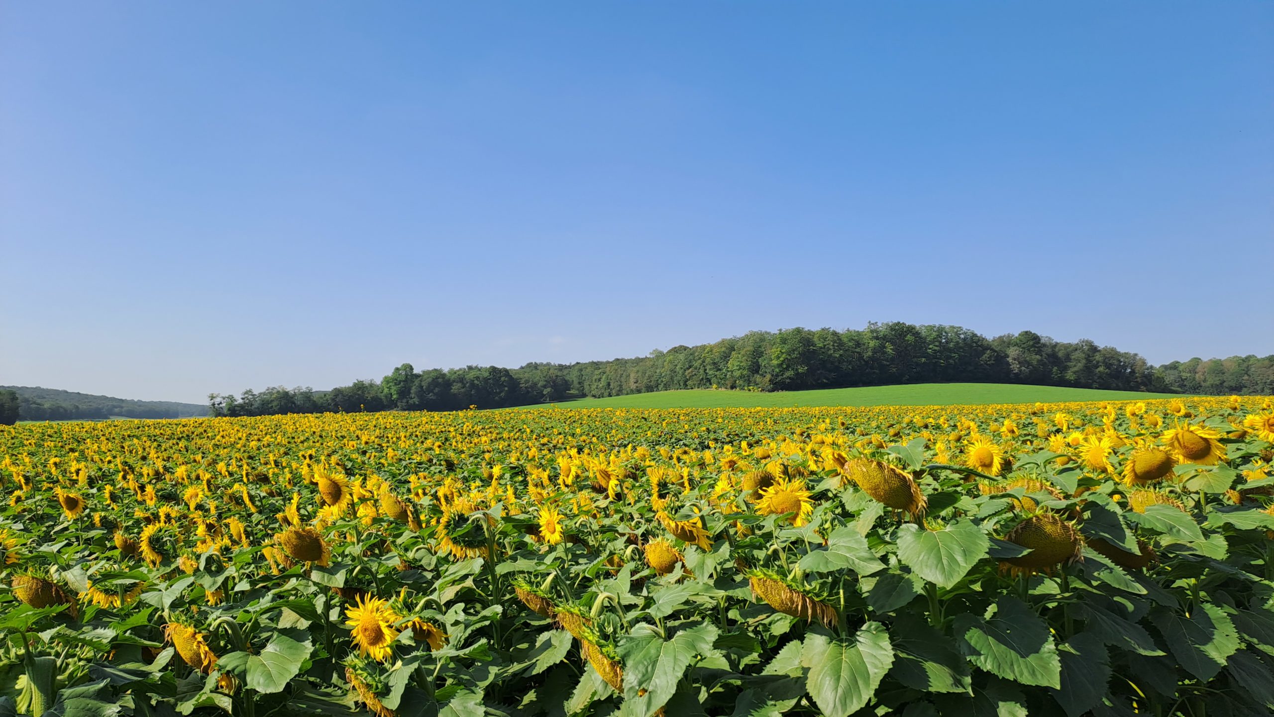Bourray sur Juines le 17 août 2023 avec Michel. Photos Isabelle et ...